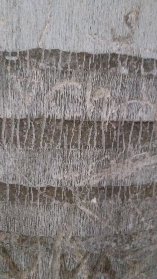 Multi layer hard stem tree stock photo. Image of hard - 165545708