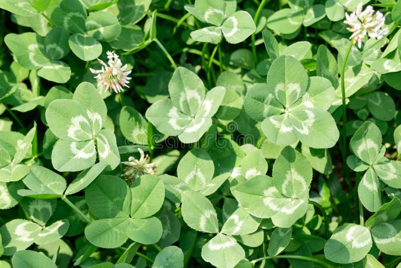 Multi-leaf clover stock photo. Image of flora, white - 68513014