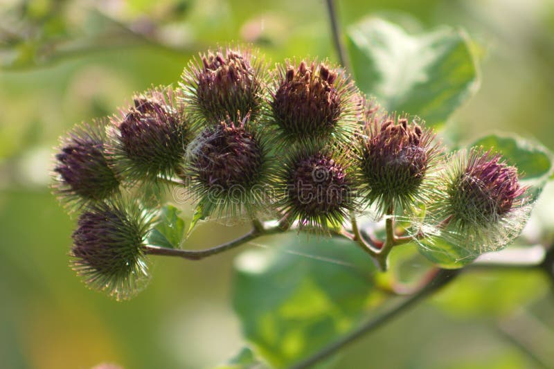 Lesser Burdock in Bloom Closeup View with Blurred Plants on Background ...