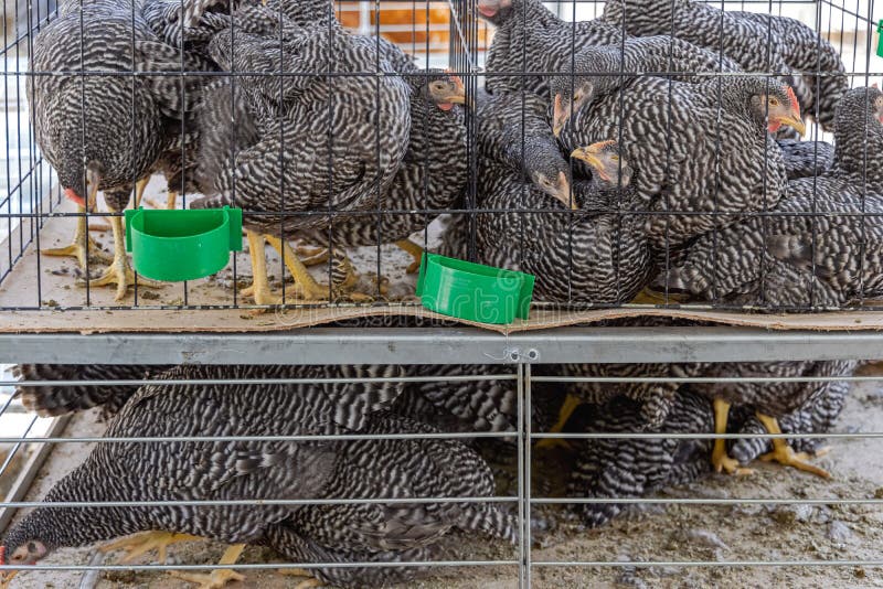 Multi Level Chicken Cage stock photo. Image of birds - 268661368