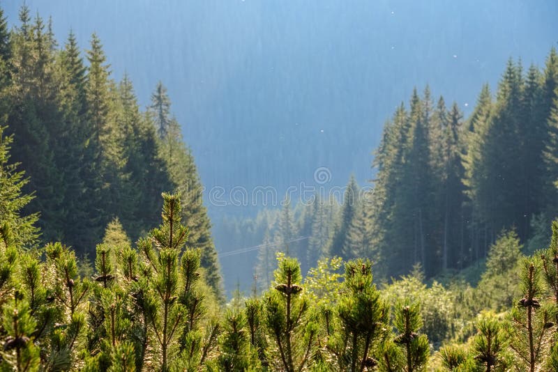 Multi Level Fields and Forests in Mountain Area Stock Image - Image of ...
