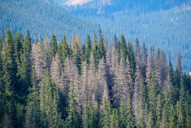 Multi Level Fields and Forests in Mountain Area Stock Image - Image of ...