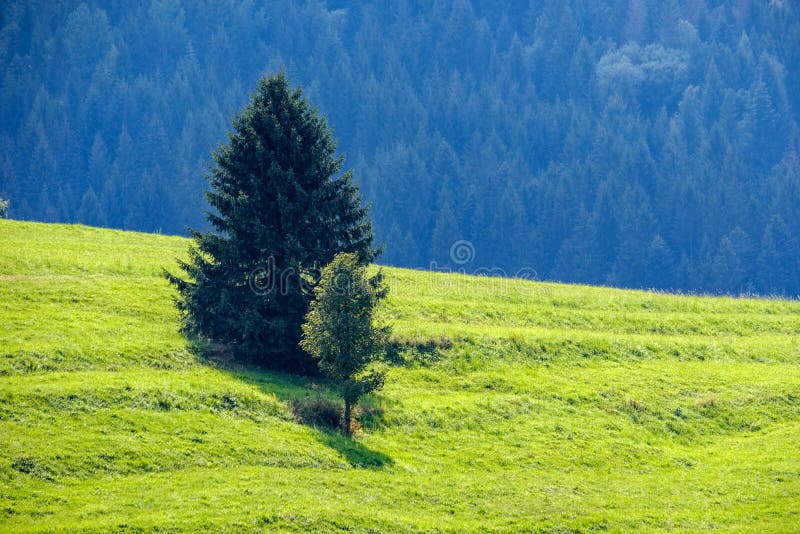 Multi Level Fields and Forests in Mountain Area Stock Image - Image of ...