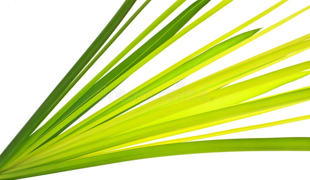 Multi-shade Green Leaf of Cyprus Papyrus Stock Image - Image of ...