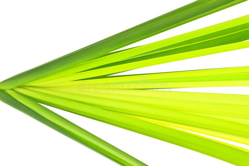 Multi-shade Green Leaf of Cyprus Papyrus Stock Image - Image of garden ...