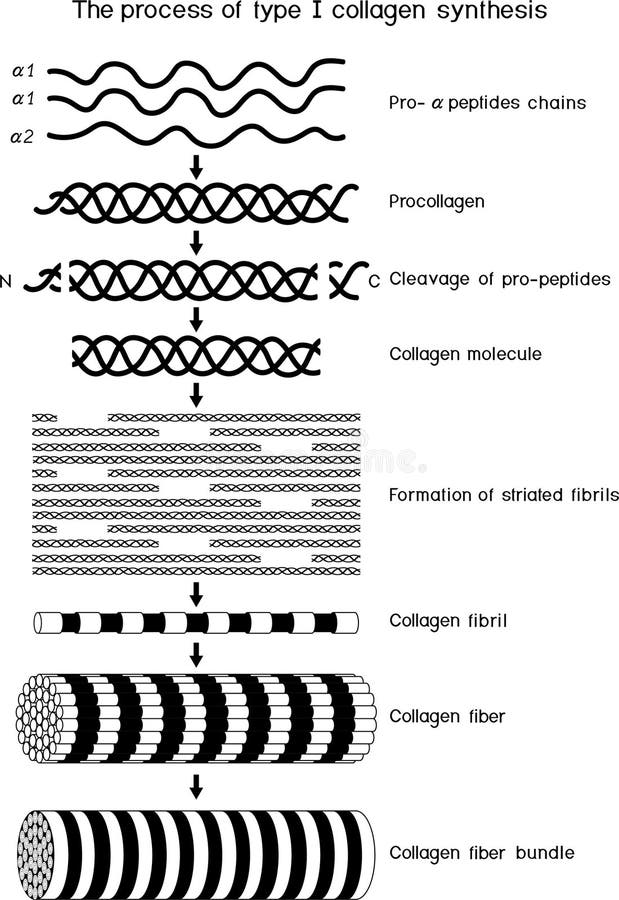 Multi-step Process of Type I Collagen Synthesis. Scheme of Collagen ...