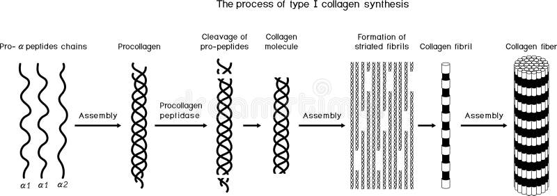 Multi-step Process of Type I Collagen Synthesis. Scheme of Collagen ...