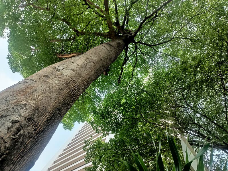Multi-storey Building Behind a Tall Tree Stock Photo - Image of tree ...