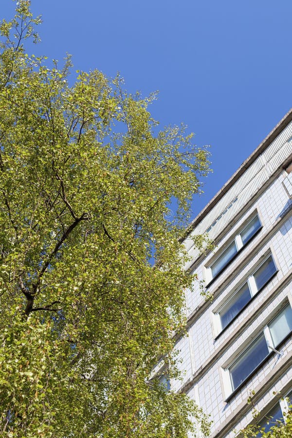 .multi-storey Building Behind a Tree with Green Leaves Stock Photo ...