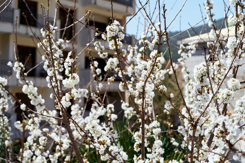 Multi-storey Building through Flowering Tree Branches Stock Photo ...
