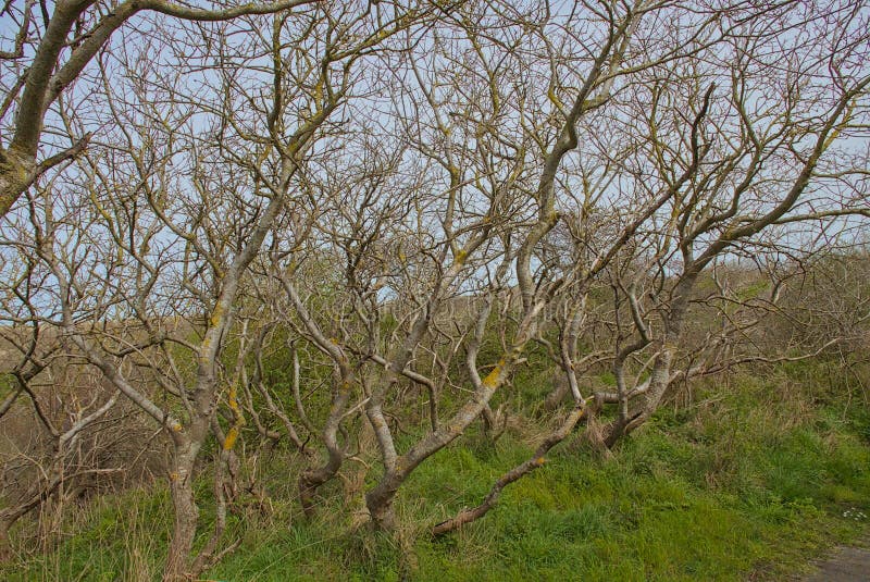 Dune Forst Stock Photos - Free & Royalty-Free Stock Photos from Dreamstime