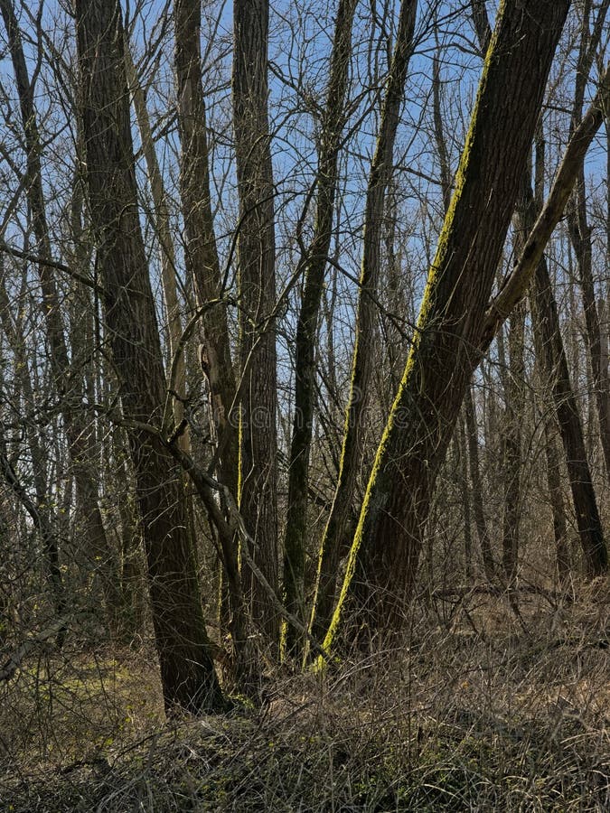 Multi Trunk Tree Backlit by the Sun in a Forest in the Flemish ...