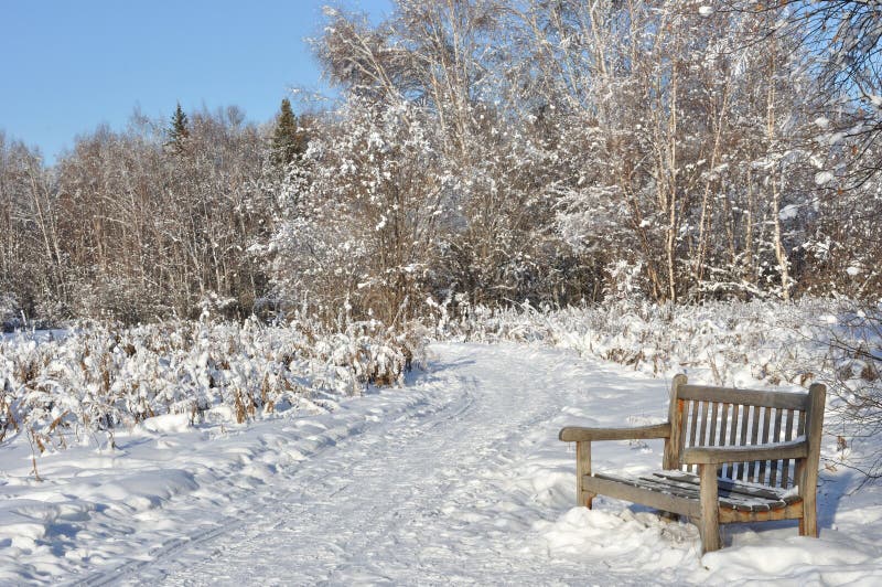 Multi-use Trail through Boreal Forest in Winter Stock Photo - Image of ...