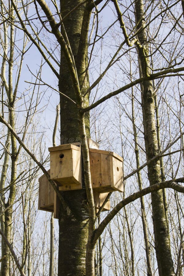 Multi Wild Bird Nesting Box Development Stock Photo - Image of woodland ...