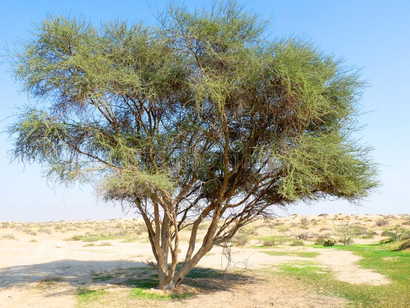 The Tree of Life in Bahrain Stock Photo - Image of travel, dukhan: 36535418