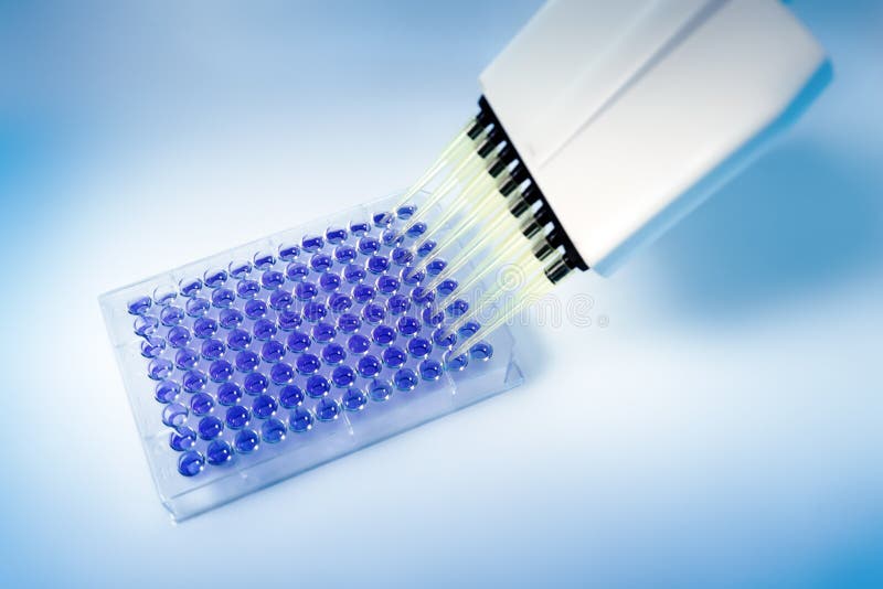 Multichannel Pipette Load Samples in Pcr Microplate with 96 Well Stock ...