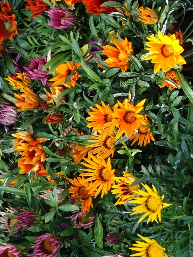 Multicolor stock photo. Image of flowers, multicolor - 10972228