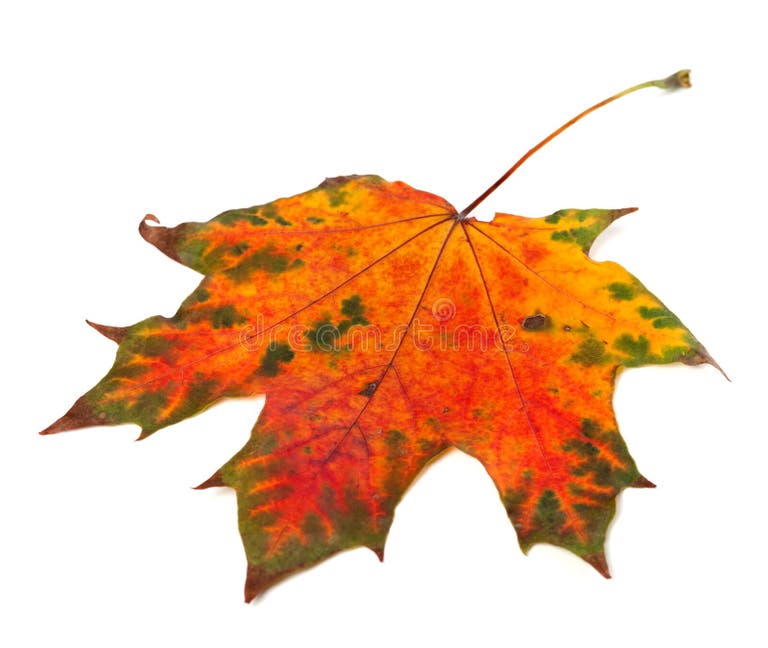 Multicolor Autumn Maple-leaf Stock Image - Image of colorful, fade ...
