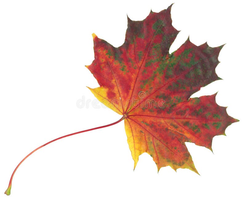 Multicolor Autumn Maple Leaf Isolated on White Background Stock Photo ...