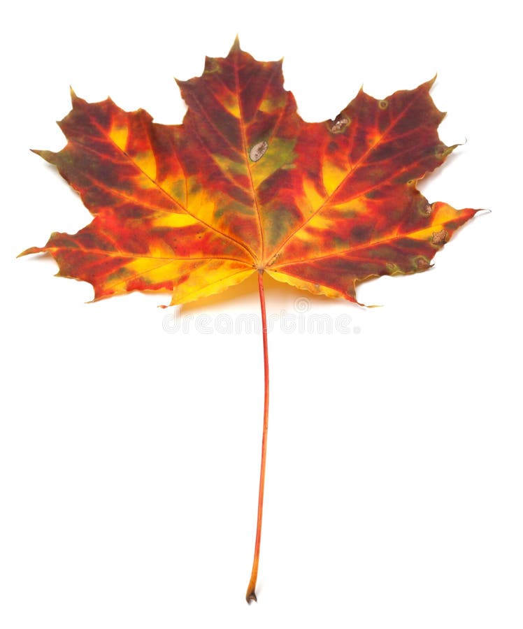 Multicolor Autumn Maple-leaf Stock Image - Image of decor, closeup ...
