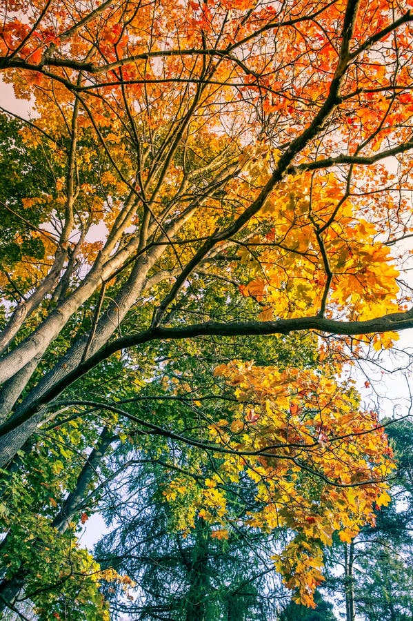 Multicolor Autunm Leaves on the Trees Stock Photo - Image of deciduous ...
