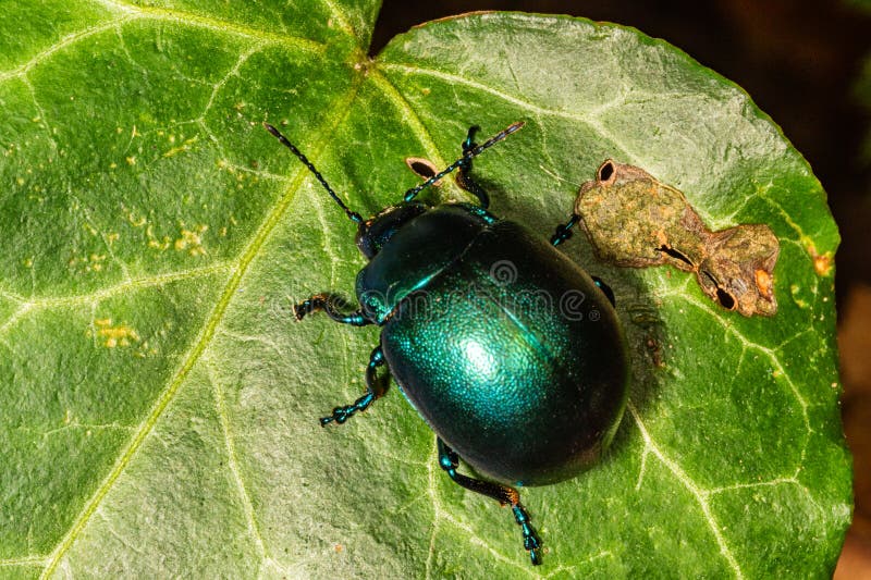 Multicolor Beetle Chrysolina Olivieri. Close Up of a Beetle on the Leaf ...