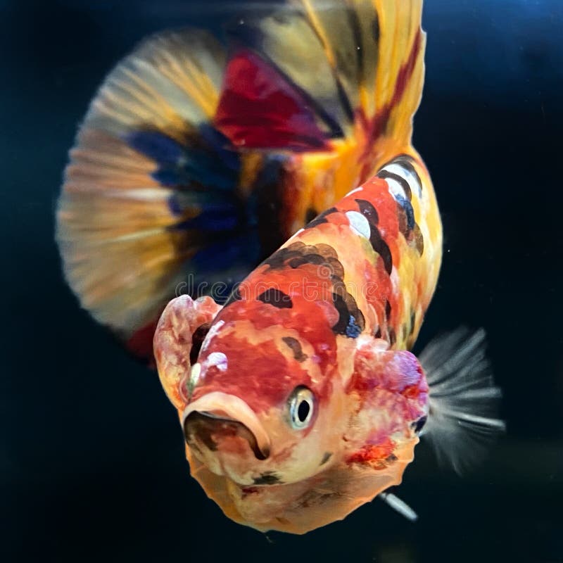 Bettapicture Stock Photos - Free & Royalty-Free Stock Photos from ...