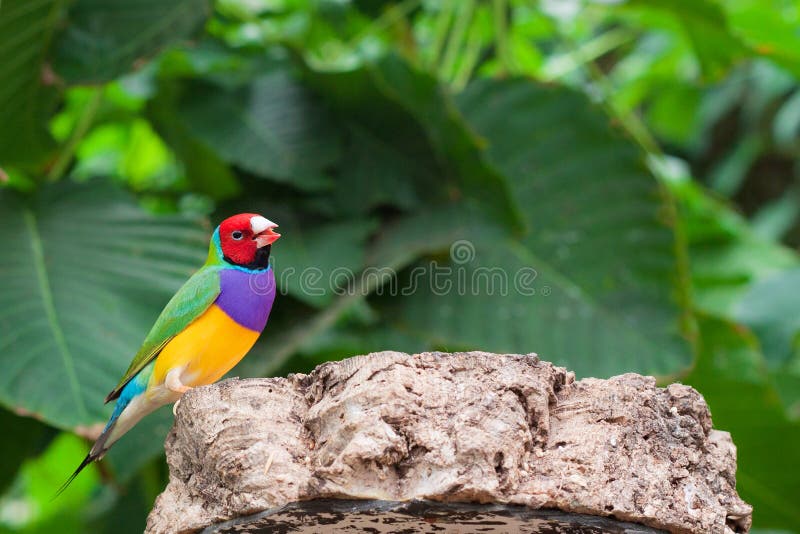 Multicolor bird stock image. Image of wild, black, nature - 32197085