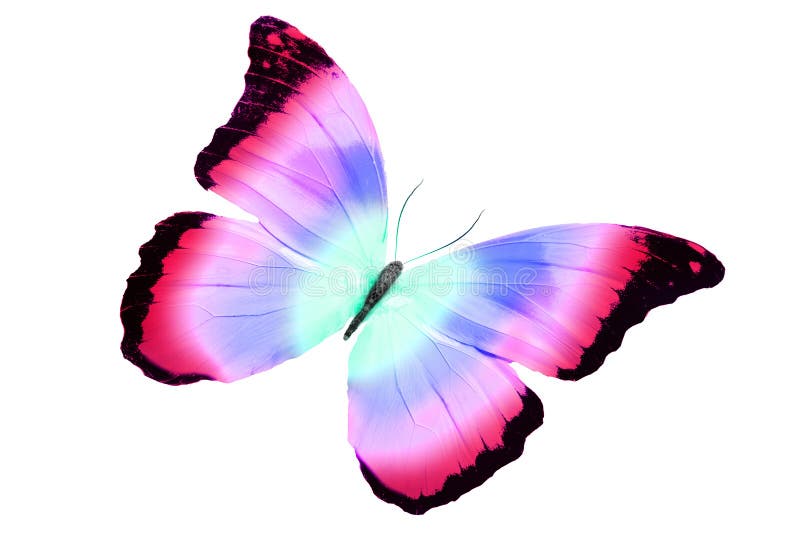 Multicolor butterfly stock image. Image of monochrome - 77499763