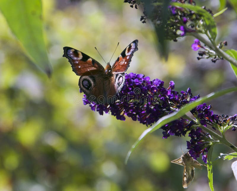 Multicolor butterfly stock image. Image of monochrome - 77499763