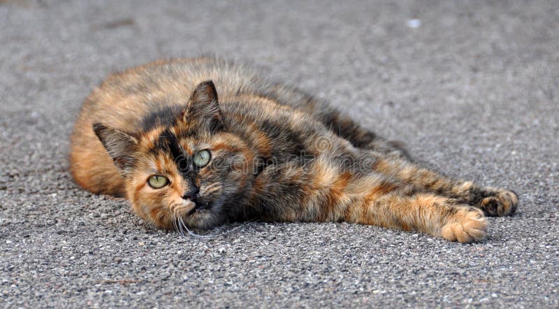 Multicolor cat stock image. Image of head, pockmarked - 33964495