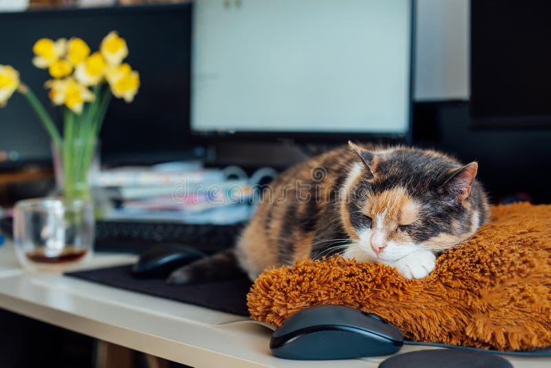 Sleeping Cat Computer Screen Stock Photos - Free & Royalty-Free Stock ...