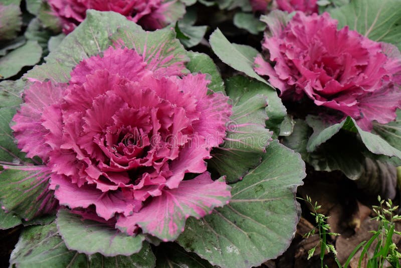 Multicolor Decorative Cabbage in Blossom - Fresh Cabbage Growing in the ...