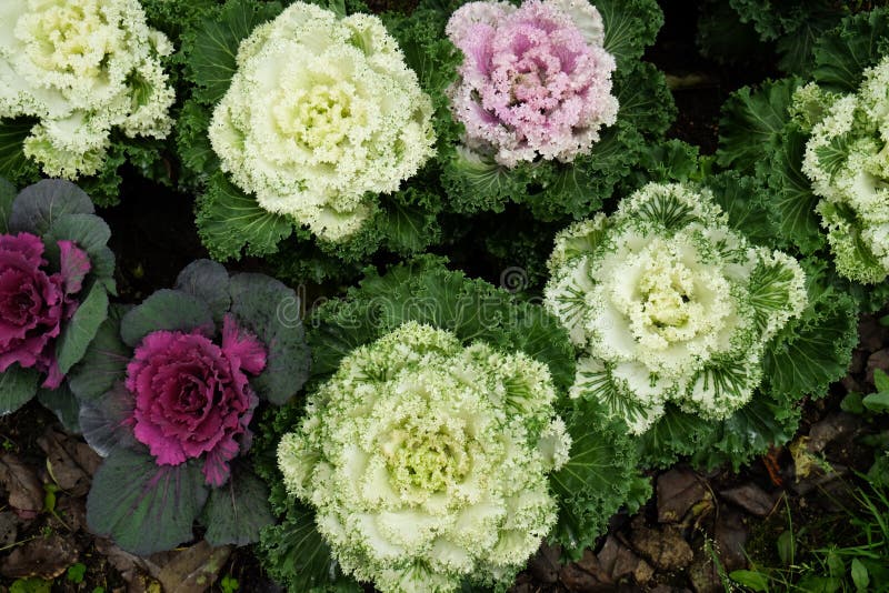 Multicolor Decorative Cabbage in Blossom - Fresh Cabbage Growing in the ...