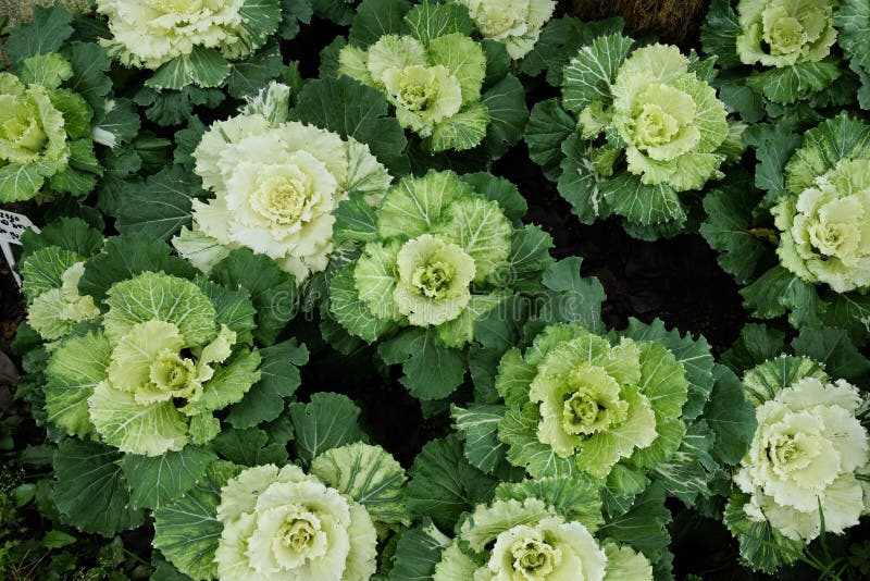 Multicolor Decorative Cabbage in Blossom - Fresh Cabbage Growing in the ...