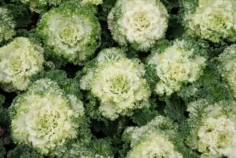 Multicolor Decorative Cabbage in Blossom - Fresh Cabbage Growing in the ...