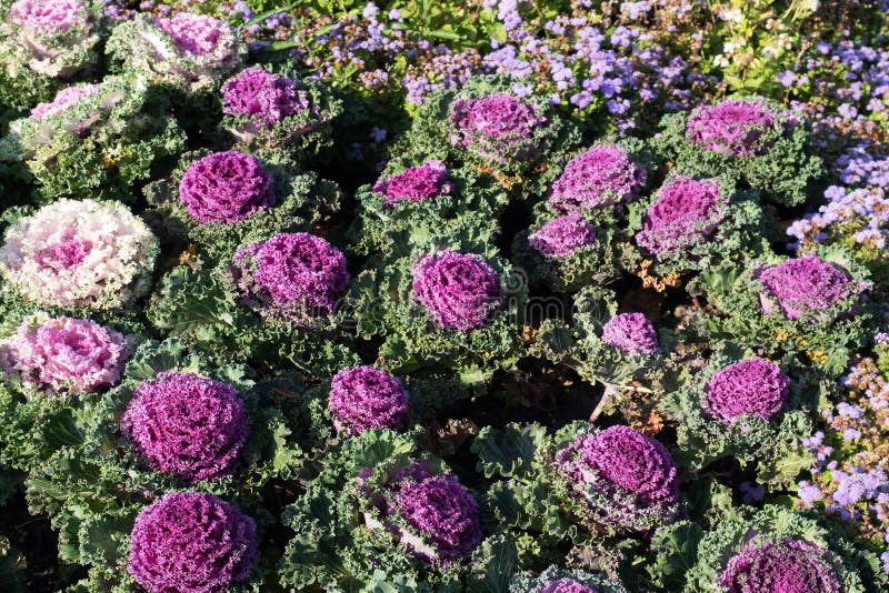 Multicolor Decorative Cabbage in Blossom in the Garden. Stock Photo ...