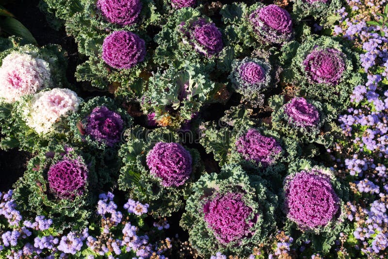Multicolor Decorative Cabbage in Blossom in the Garden. Stock Image ...