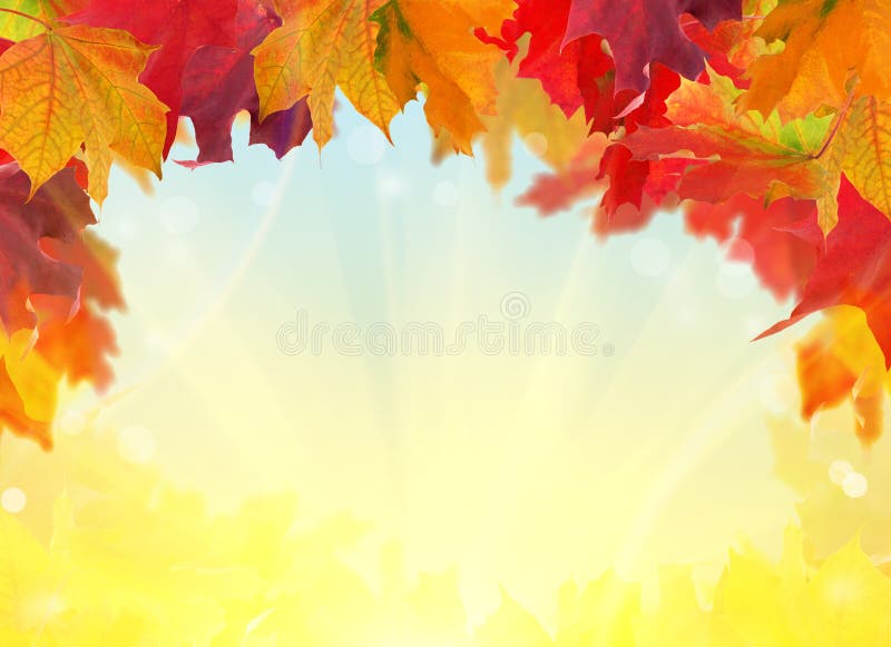 Multicolor Fall Maple Leaves Frame Stock Photo - Image of environmental ...