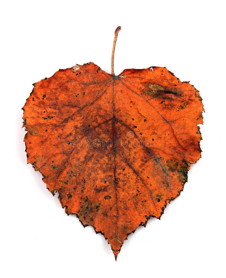 Multicolor Falling Autumn Heart Shaped Leaf Isolated On White ... Multicolor Falling Autumn Heart Shaped Leaf Isolated On White ...
