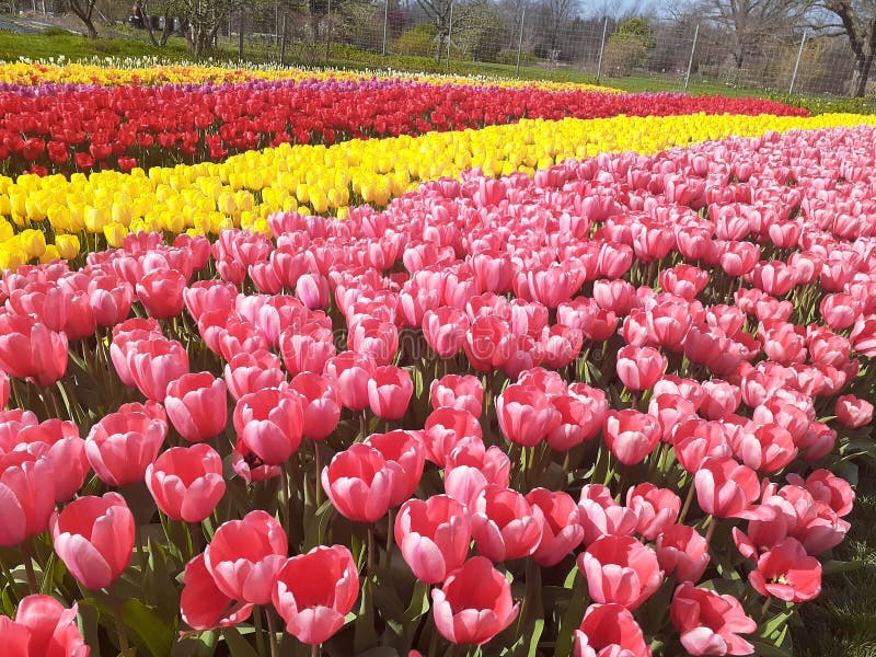 Tulip Flower Field Cox Arboretum Dayton Ohio Stock Photo - Image of ...