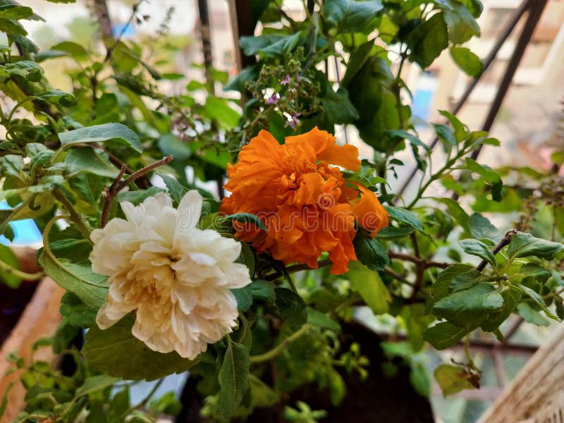 Multicolor Flower Tree with and Orange Flower in One Plant Stock Image ...