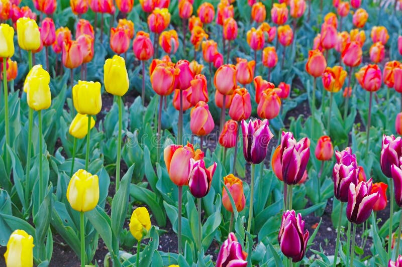 Multicolored Tulips on Flowerbed Stock Image - Image of landscape ...