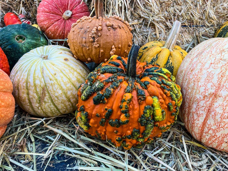 Multicolor Funky Colored Pumpkins and Gourds with Textures, Shapes ...