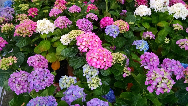 Multicolor Hydrangeas stock image. Image of white, multicolor - 71471129