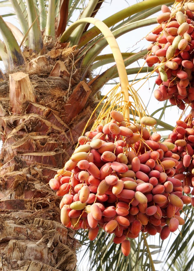 Multicolor kimri dates stock image. Image of gulf, flora - 25750477