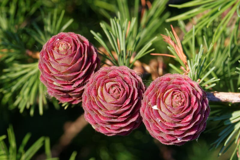 Larch strobili stock image. Image of strobilus, conifer - 116214679