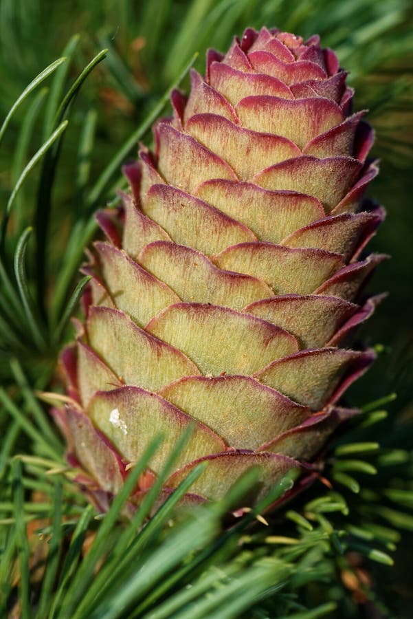 Multicolor larch strobilus stock image. Image of strobilus - 150045561