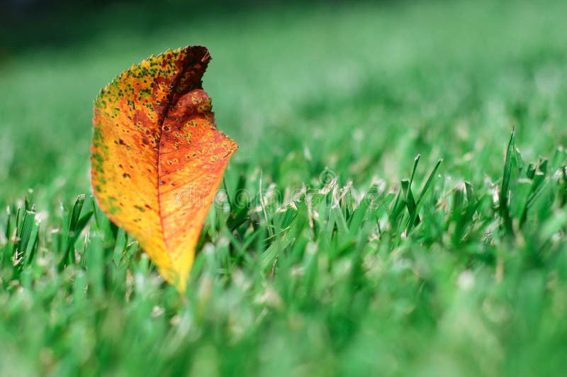 Multicolor leaf grass stock image. Image of fall, summer - 46615589