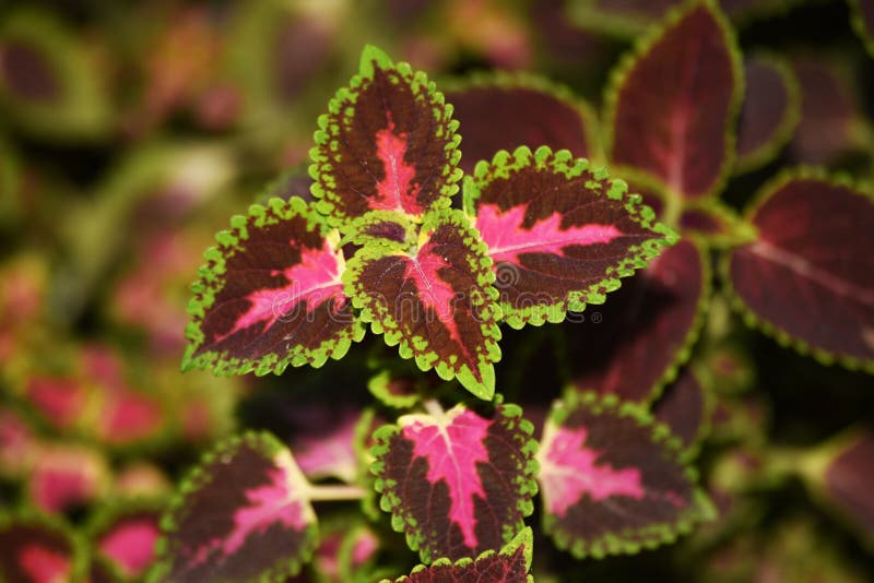 Multicolor Leaf With Texture Stock Photo - Image of color, environment ...